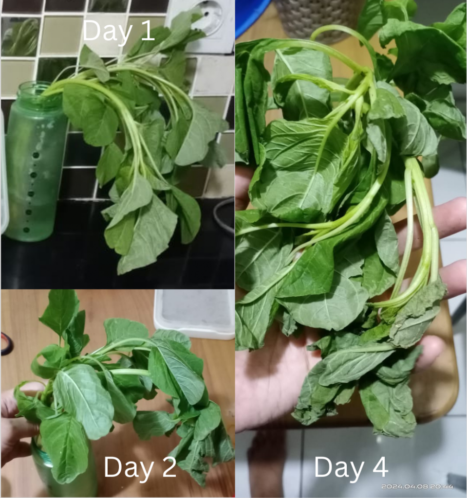 Tips Menyimpan Sayur Bayam Sebelum dan Setelah Dimasak - Artikel Tips ...